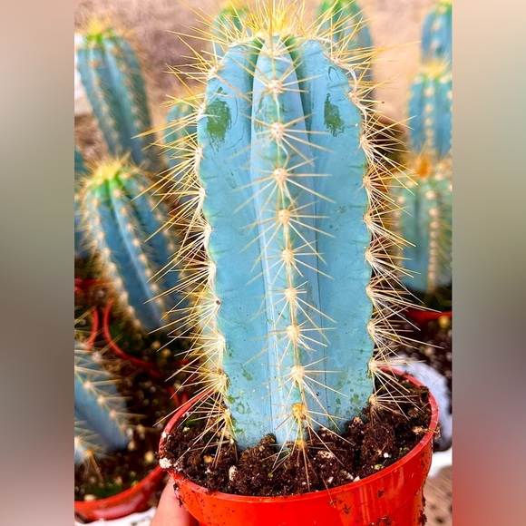Other | Blue Torch Cactus Philosocereus Azureus Beautiful Blue Cactus ...